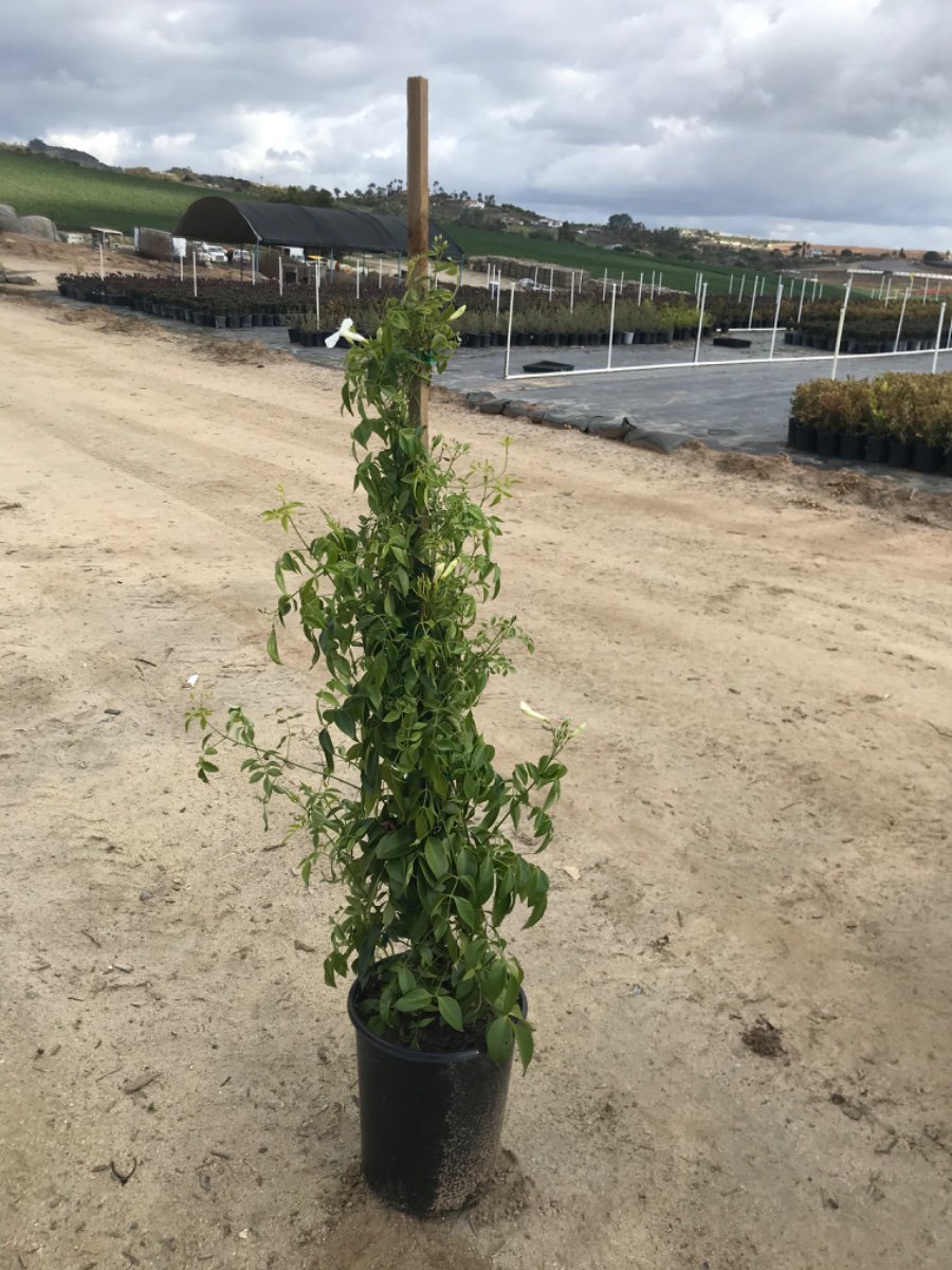 Pandorea Jasminoides Alba