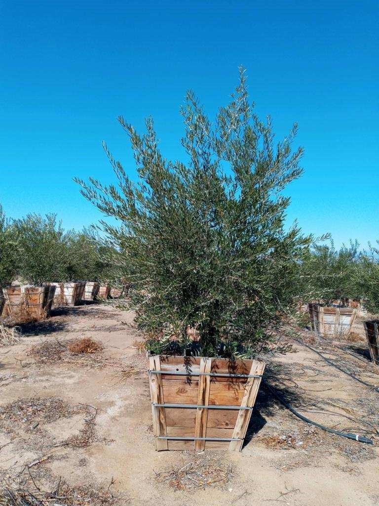 Buy Olea europaea 'Wilsonii' (Multi) (Wilsonii Fruitless Olive)