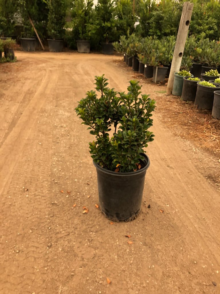 Buy Rhaphiolepis umbellata 'Minor' (Dwarf Yedda Hawthorn) | Bidscape