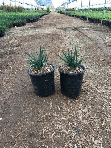 Buy Dianella revoluta 'Little Rev' (Little Rev Flax Lily) | Bidscape