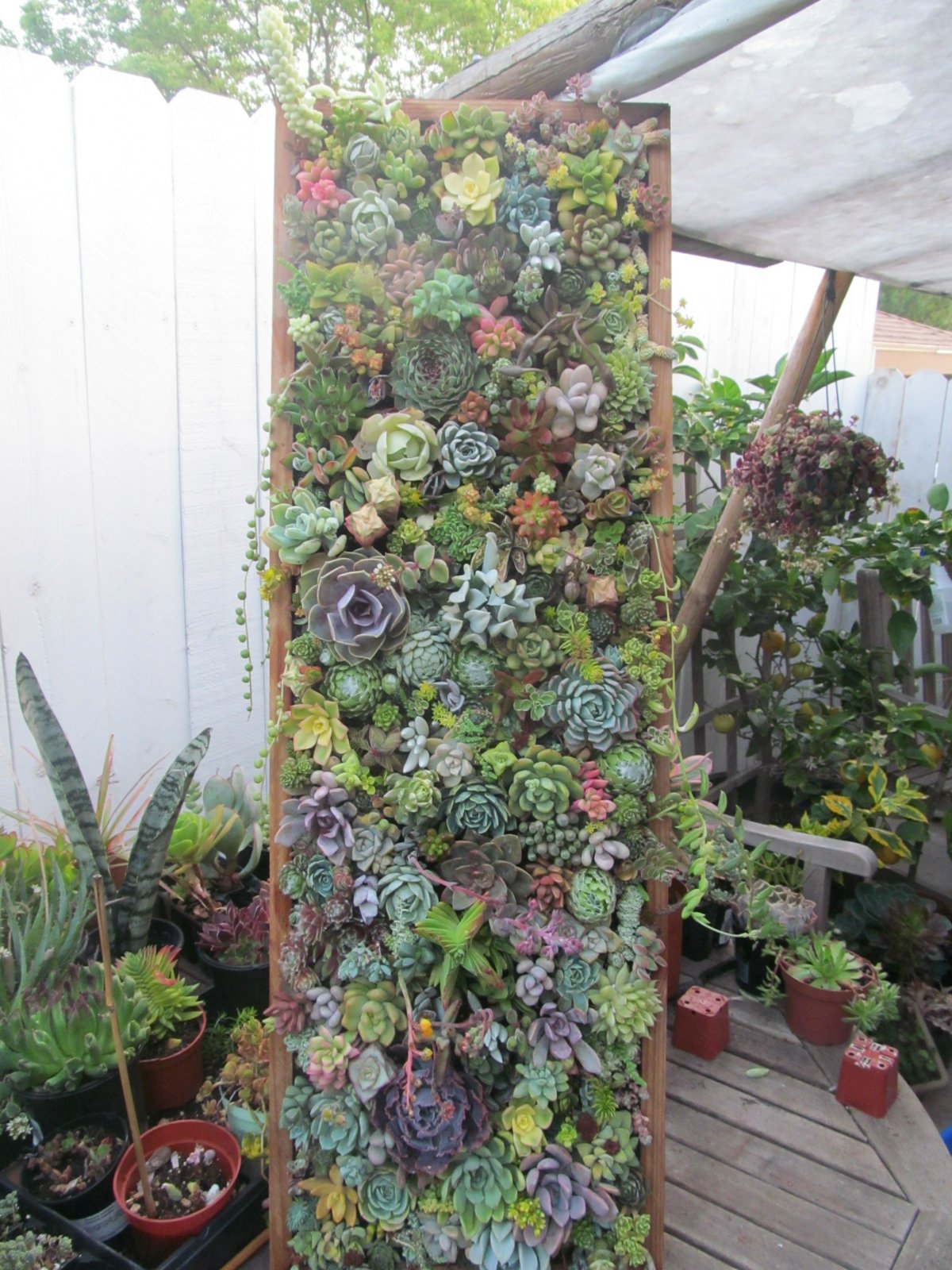 Buy Hesperaloe parviflora 'Perpa' (Brakelights Red Yucca) | Bidscape