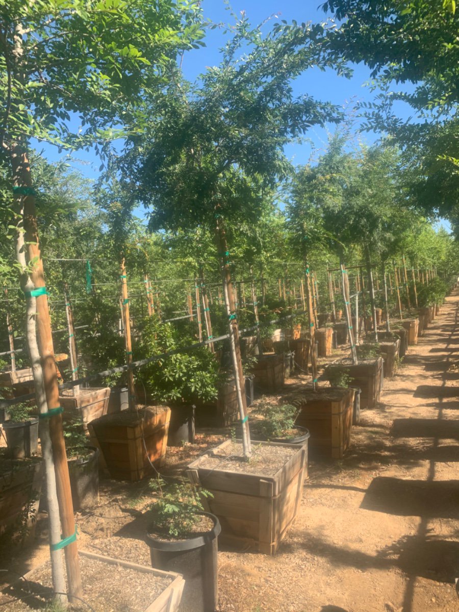 Buy Ulmus parvifolia (Chinese Elm, Lacebark Elm) | Bidscape