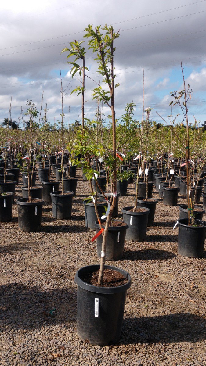 Buy Acer x pseudosieboldianum 'Final Fire'