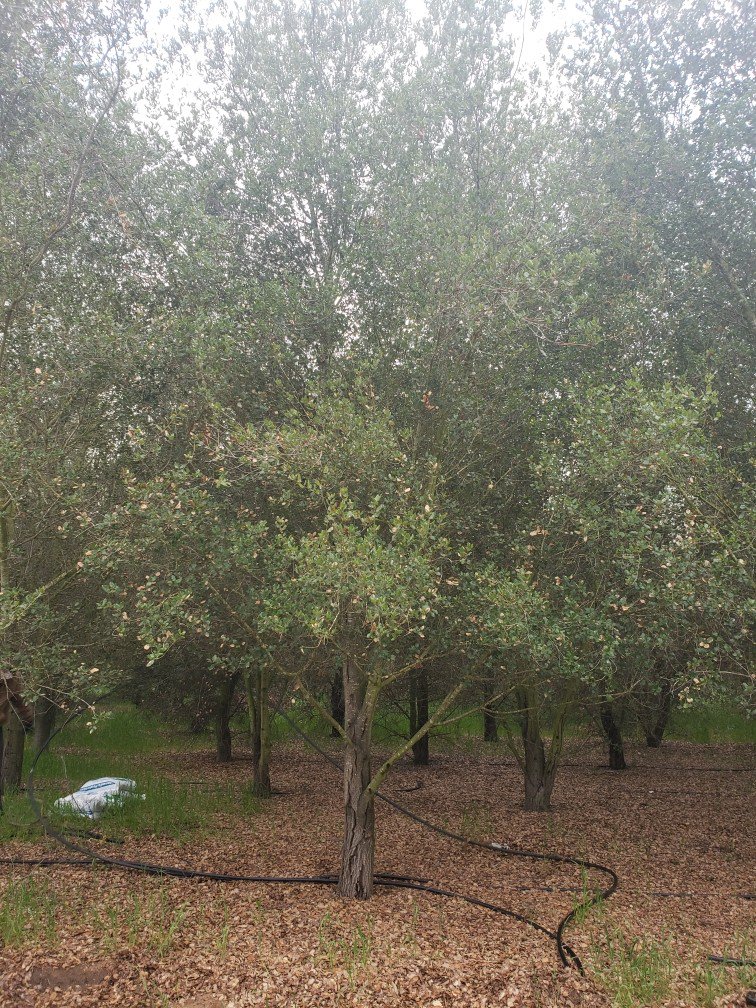 Buy Lagerstroemia (indica x fauriei) 'Tuskegee'