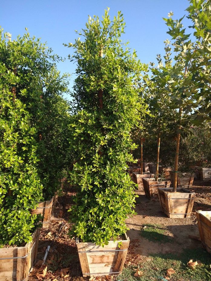 Buy Ficus microcarpa nitida (retusa) (Indian Laurel) | Bidscape