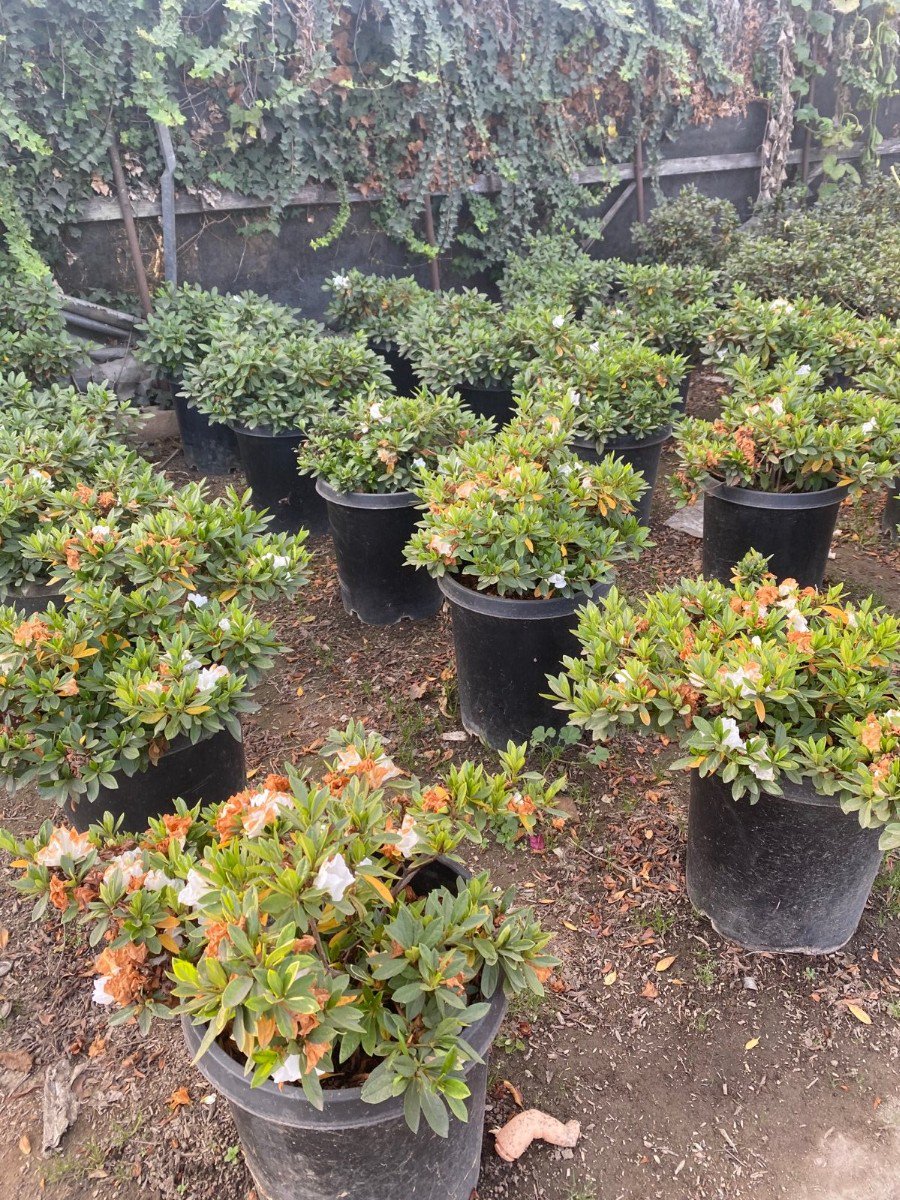 Buy Azalea 'Alaska' (Alaska Azalea) | Bidscape