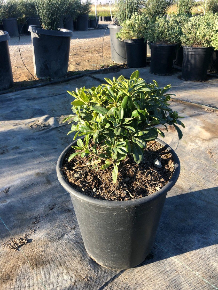 Buy Pittosporum tobira 'Wheeler's Dwarf'