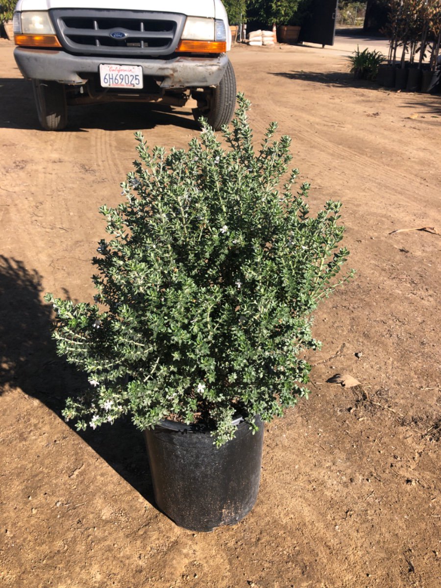 Buy Westringia fruticosa 'Grey Box' (Grey Box Dwarf Coast Rosemary)