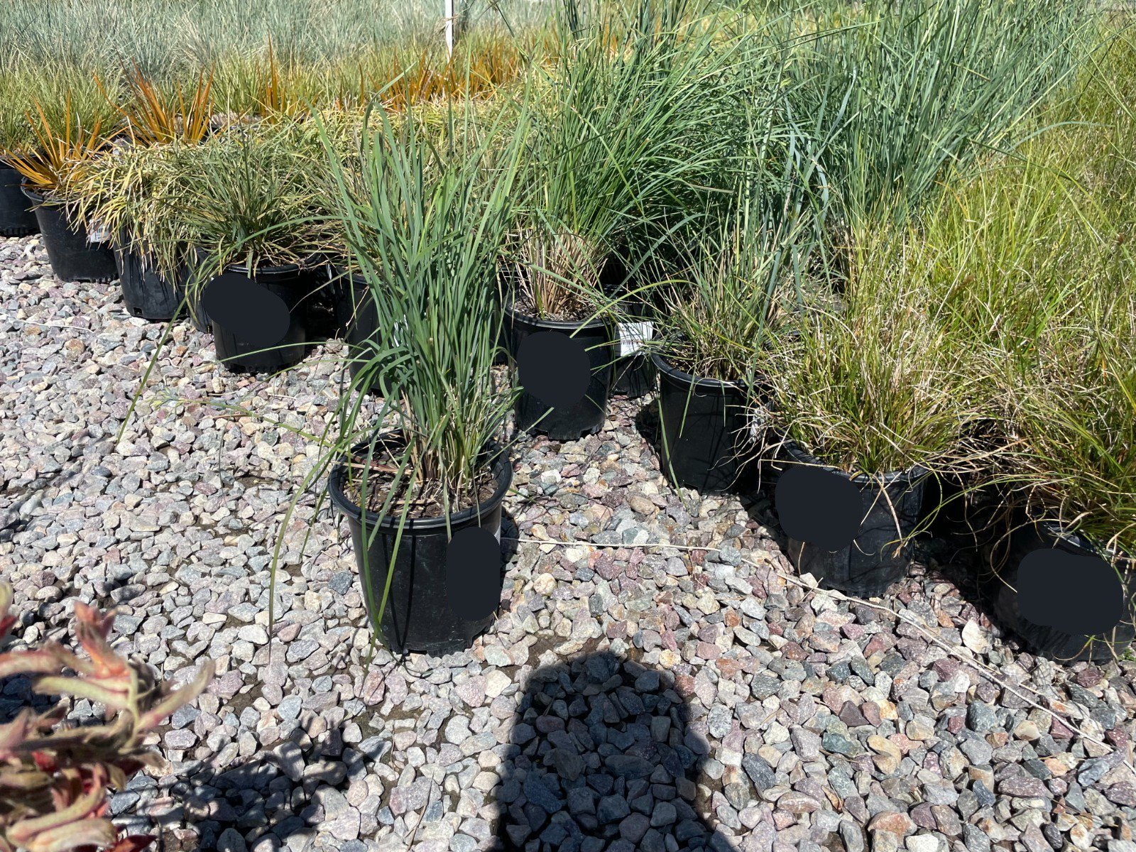 Buy Cymbopogon Ambiguus Lemon Grass Bidscape