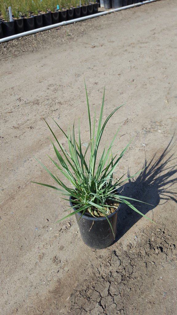 Buy Acorus calamus 'Variegatus' (Sweet Flag) | Bidscape
