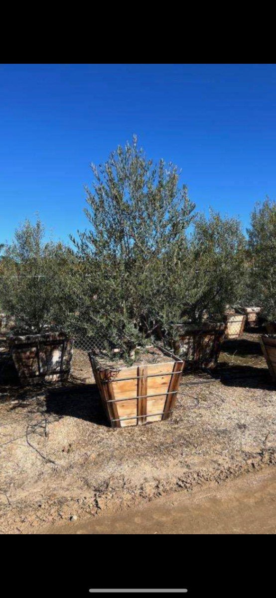 Browse Olive Trees online | Bidscape