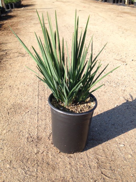 Buy Dianella revoluta 'Little Rev' (Little Rev Flax Lily) | Bidscape