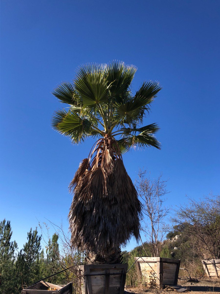 Buy Prosopis x 'Phoenix' (Standard) (Phoenix Thornless Mesquite)