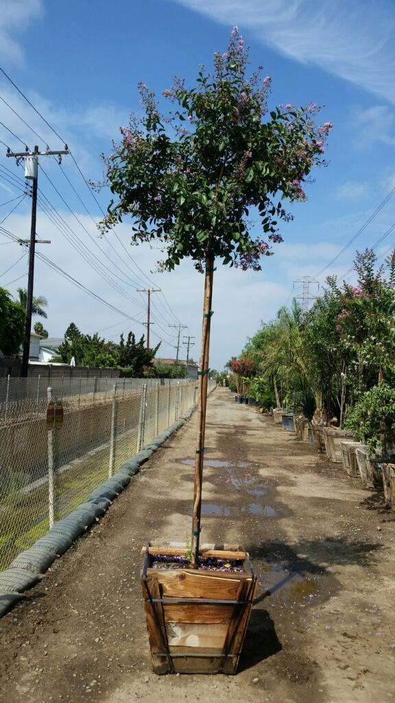 Buy Lagerstroemia indica x fauriei 'Muskogee' (Standard)