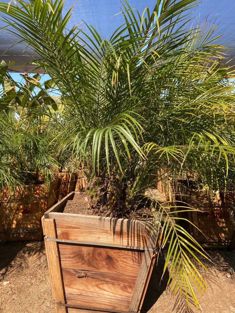 Buy Myrsine africana (Column) (African Boxwood) | Bidscape