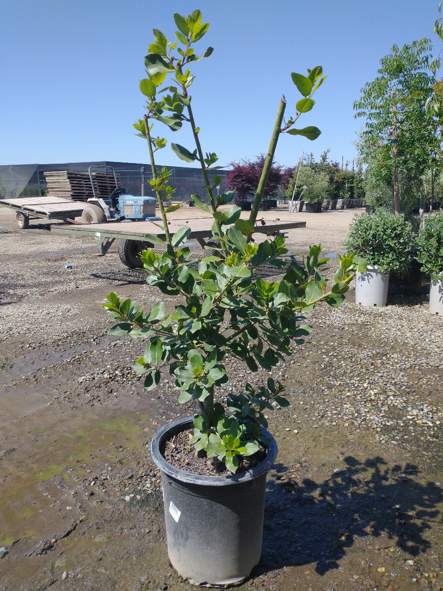 Buy Laurus nobilis 'Saratoga' (Saratoga Bay Laurel) | Bidscape