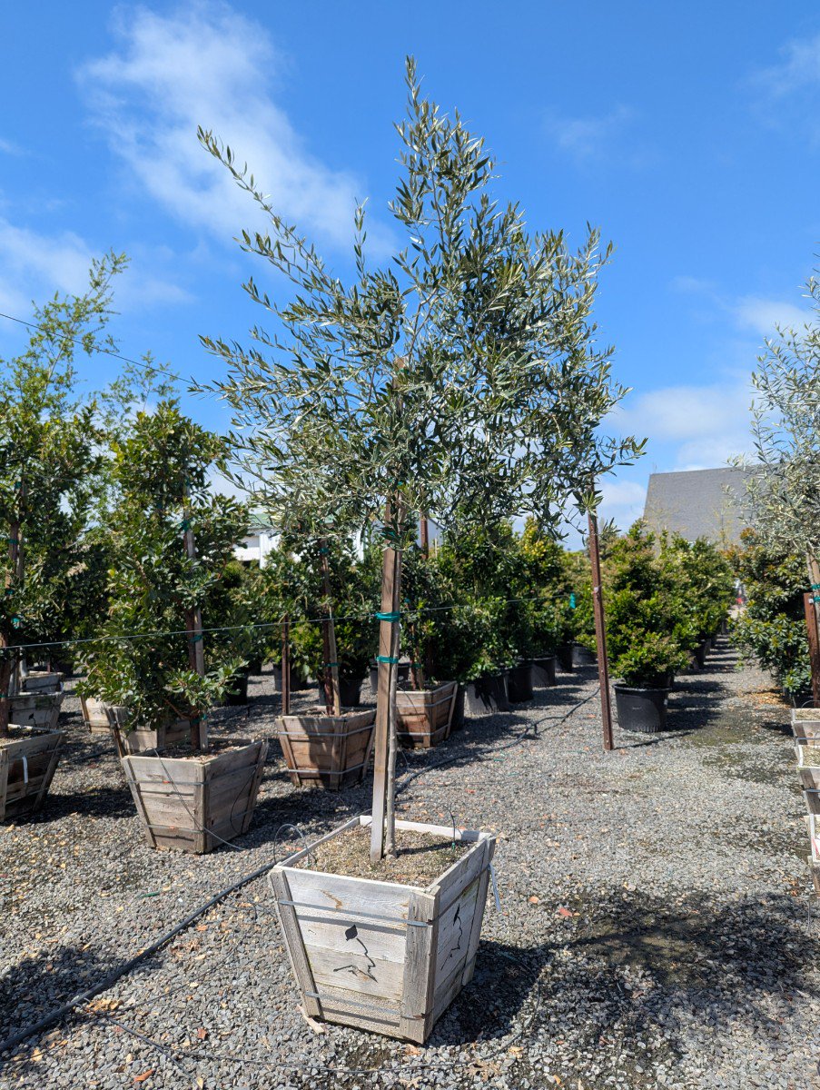 Buy Olea europaea (Standard) (Olive Tree) | Bidscape