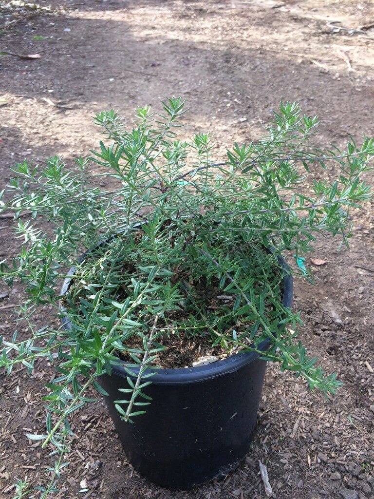 Buy Westringia fruticosa 'Grey Box' (Grey Box Dwarf Coast Rosemary)