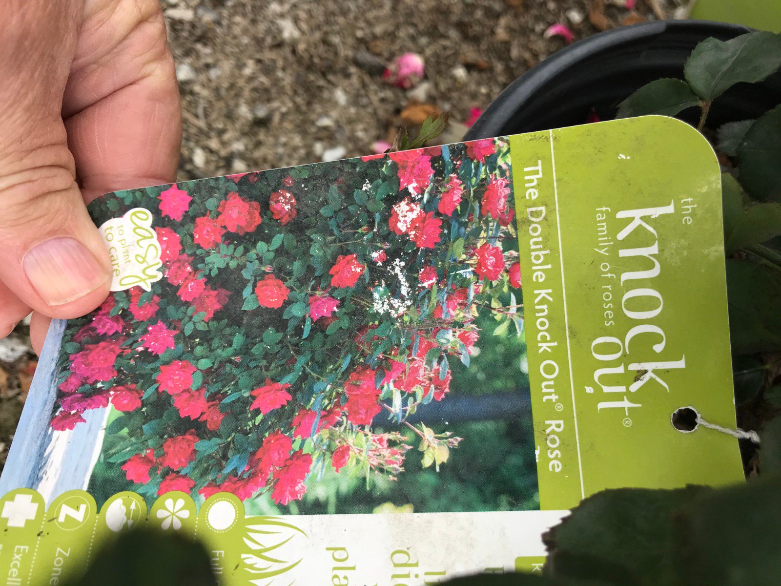 Buy Rosa 'Radyod' (Blushing Knock Out Rose) | Bidscape