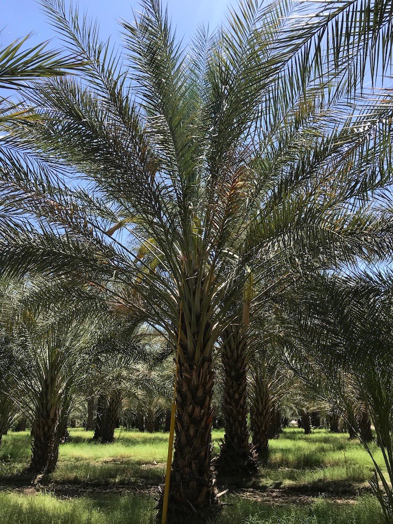 Buy Phoenix dactylifera (Date Palm) | Bidscape