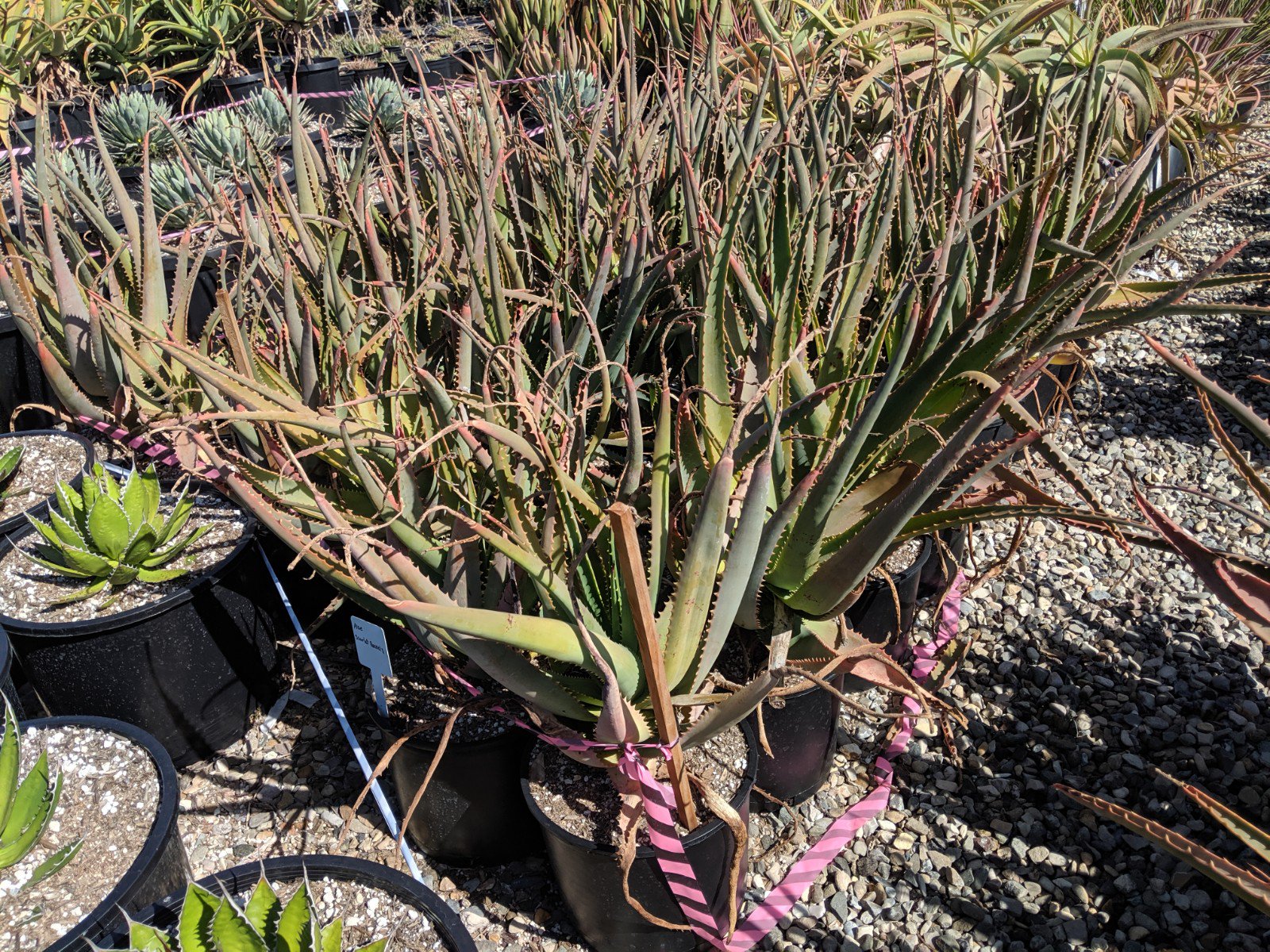 Buy Agave guiengola 'Platinum' (Agave guiengola 'Platinum')