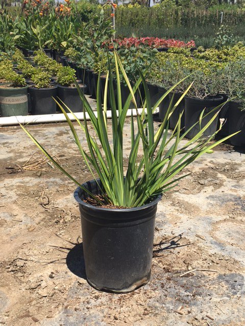 Buy Dietes grandiflora 'Variegata' (Striped Fortnight Lily)