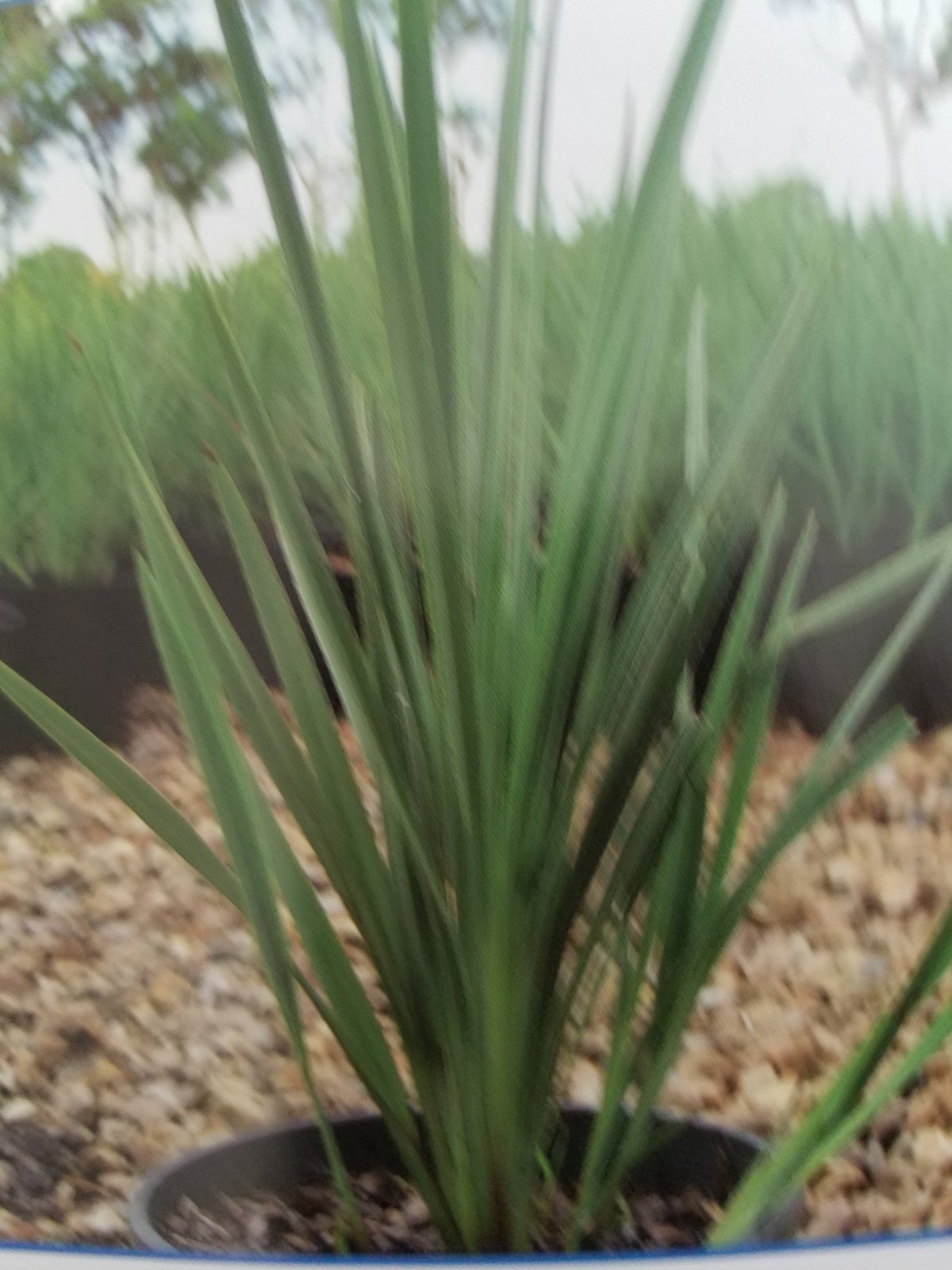 Buy Dianella revoluta 'Little Rev' (Little Rev Flax Lily) | Bidscape