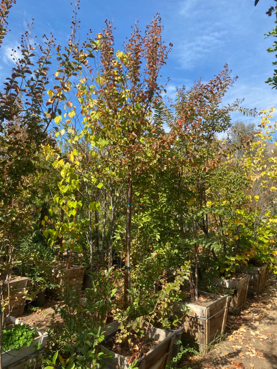 Buy Lagerstroemia indica 'Watermelon Red'
