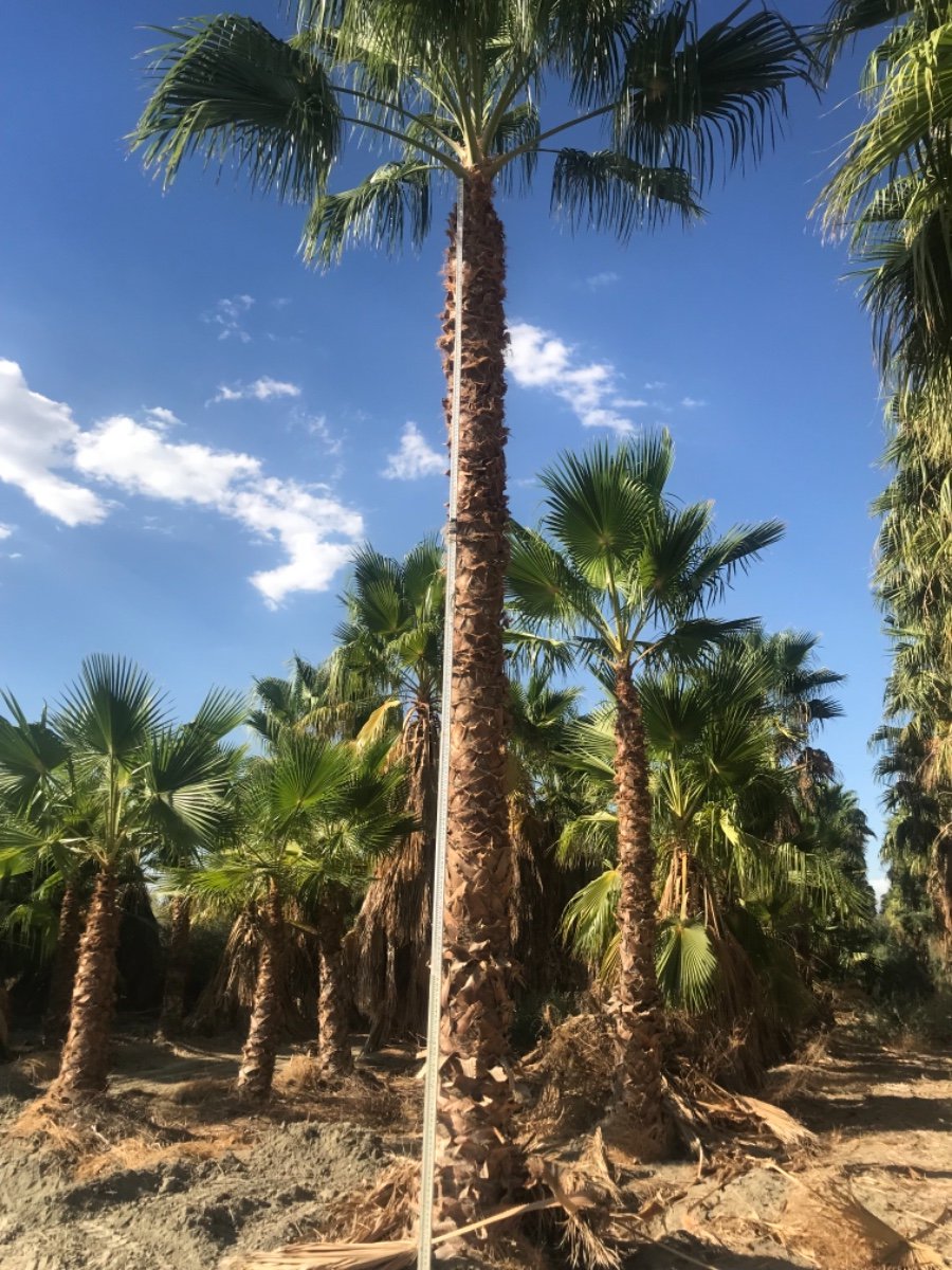 Buy Washingtonia robusta (Mexican Fan Palm) | Bidscape