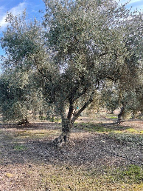 Buy Olea europaea (Standard) (Olive Tree) | Bidscape
