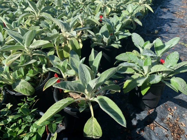 Buy Stachys byzantina 'Countess Helen von Stein'
