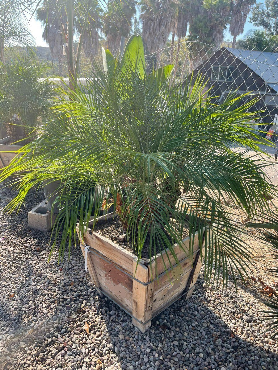 Buy Lagerstroemia x 'Miami' (Miami Crape Myrtle) | Bidscape