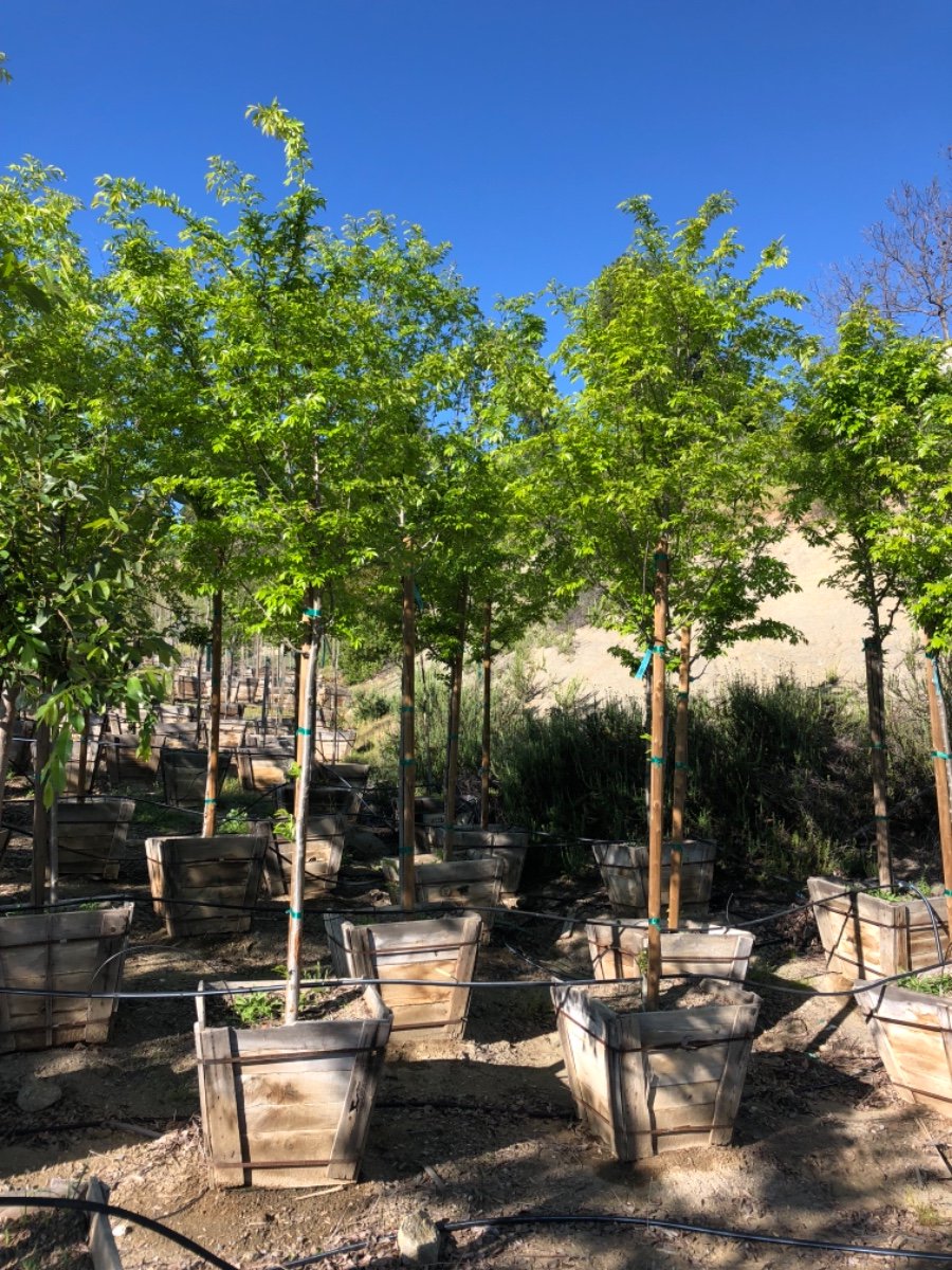 Buy Ulmus parvifolia (Chinese Elm, Lacebark Elm) | Bidscape
