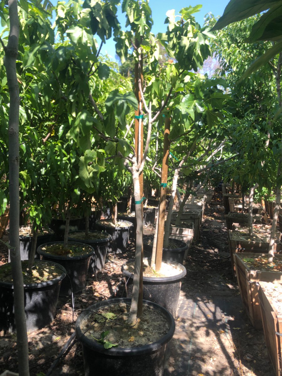 Buy Ficus carica 'Panache' (Panache Tiger Stripe Fig) | Bidscape