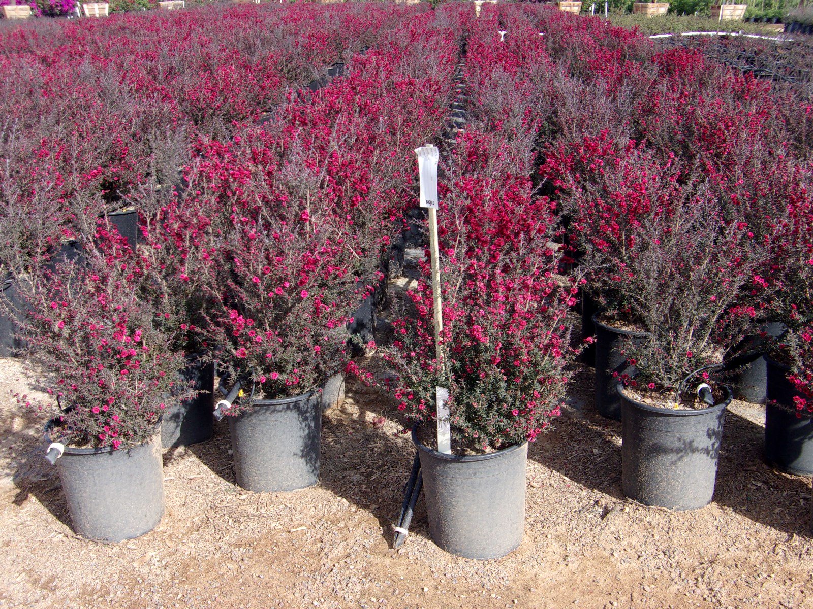 Buy Leptospermum scoparium (Tea Tree) | Bidscape