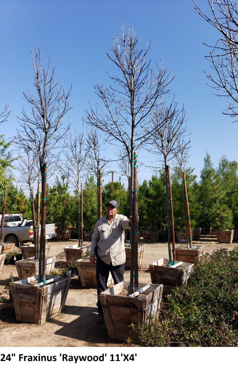 Buy Fraxinus angustifolia oxycarpa ‘Raywood’ (Standard) (Raywood Ash)