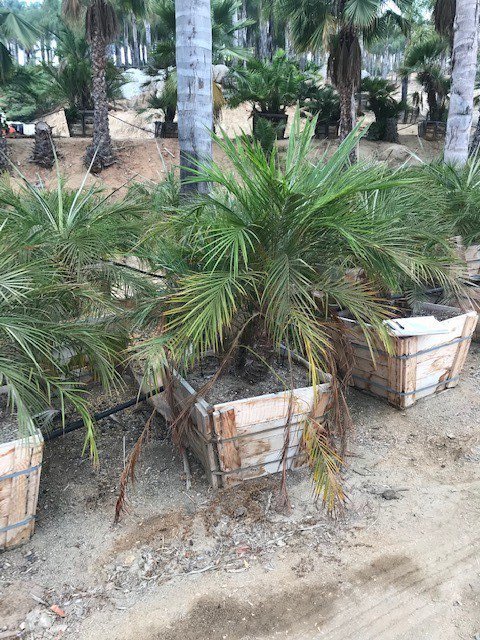 Buy Phoenix roebelenii (Triple Trunk) ( Pygmy Date Palm) | Bidscape