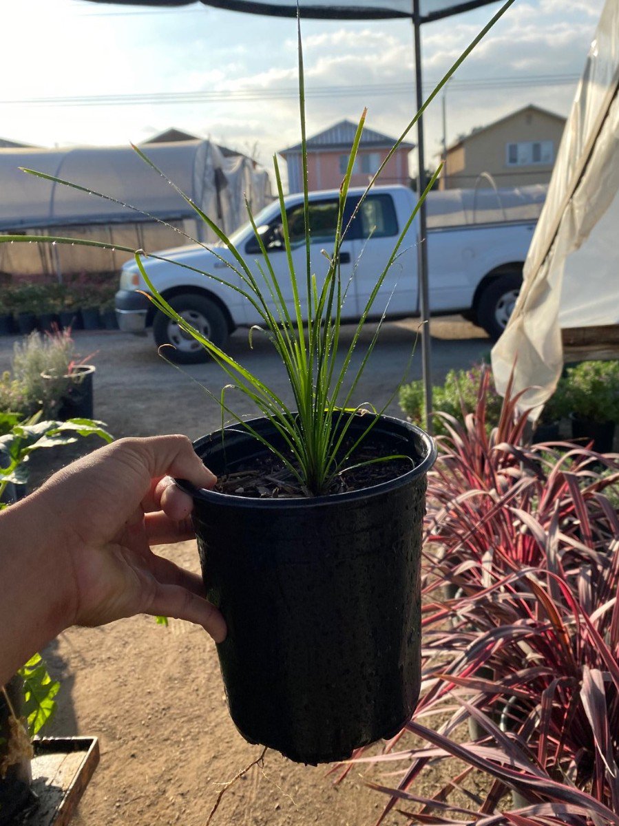 Buy Lomandra longifolia 'Breeze' (Dwarf Mat Rush 'Breeze') | Bidscape