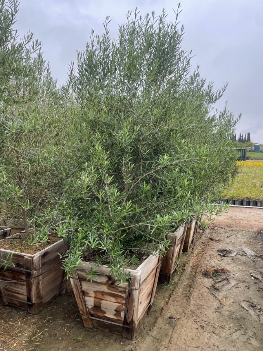 Buy Olea europaea 'Fruitless' (Multi) (Fruitless Olive) | Bidscape