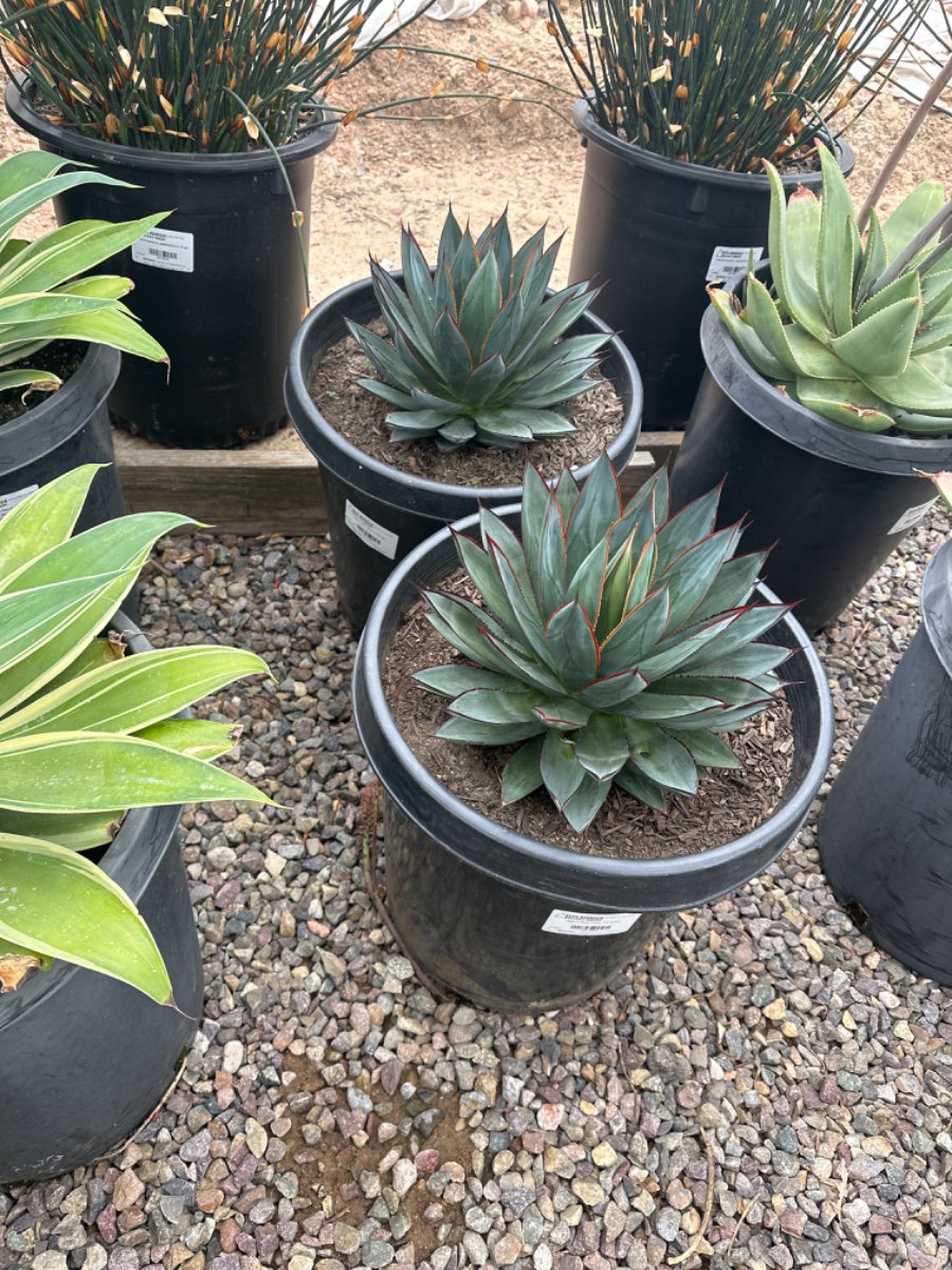 Browse Cacti Succulents online | Bidscape