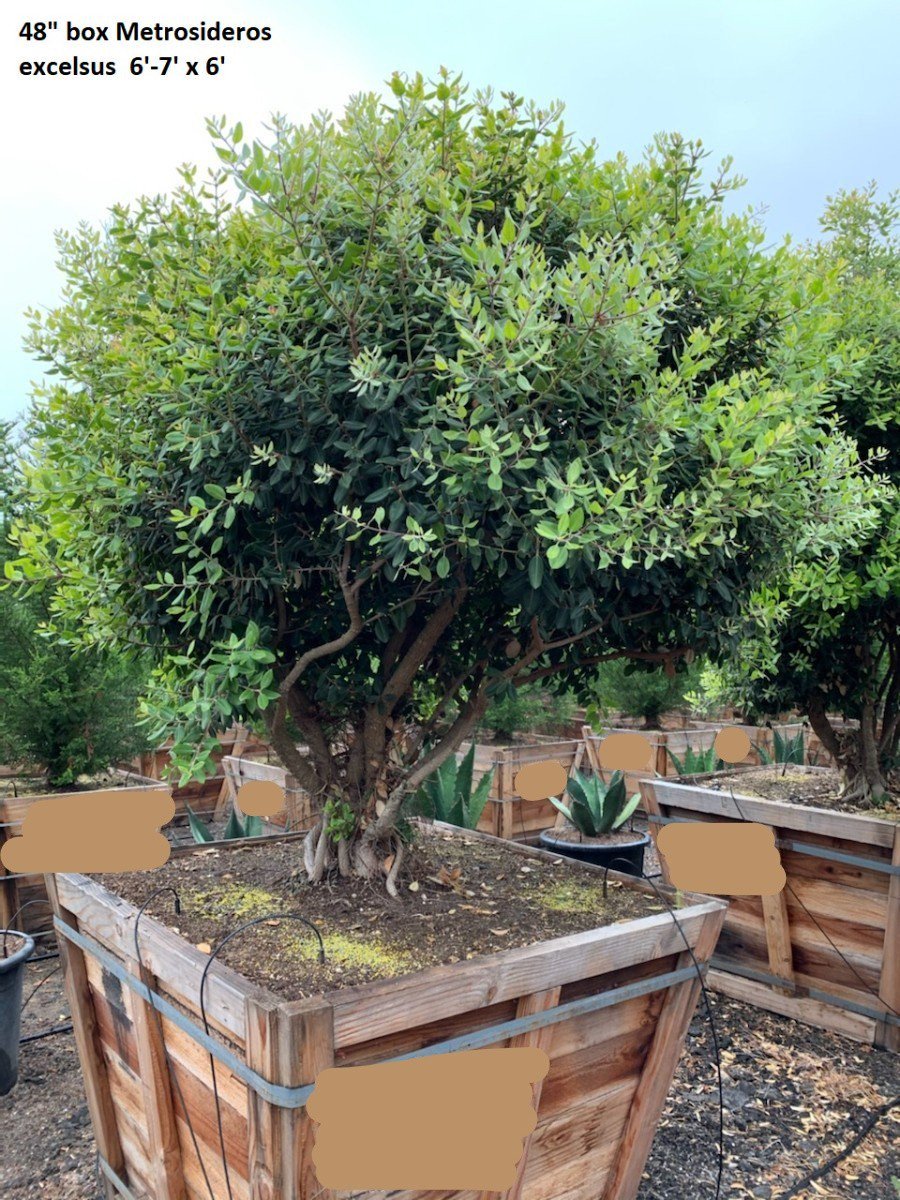 Buy Metrosideros excelsa (Low Branching) (New Zealand Christmas Tree)