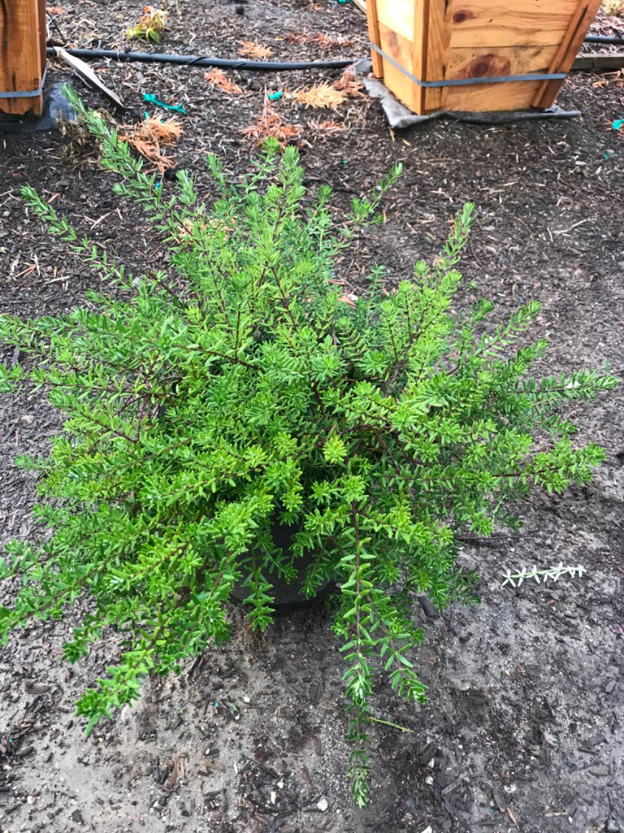 Buy Westringia fruticosa 'Mundi' (Low Coast Rosemary) | Bidscape