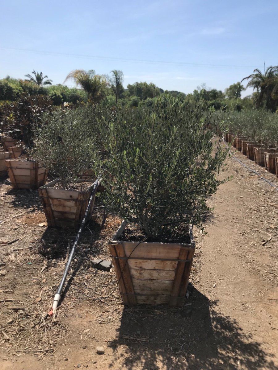 Buy Olea europaea 'Wilsonii' (Multi) (Wilsonii Fruitless Olive)