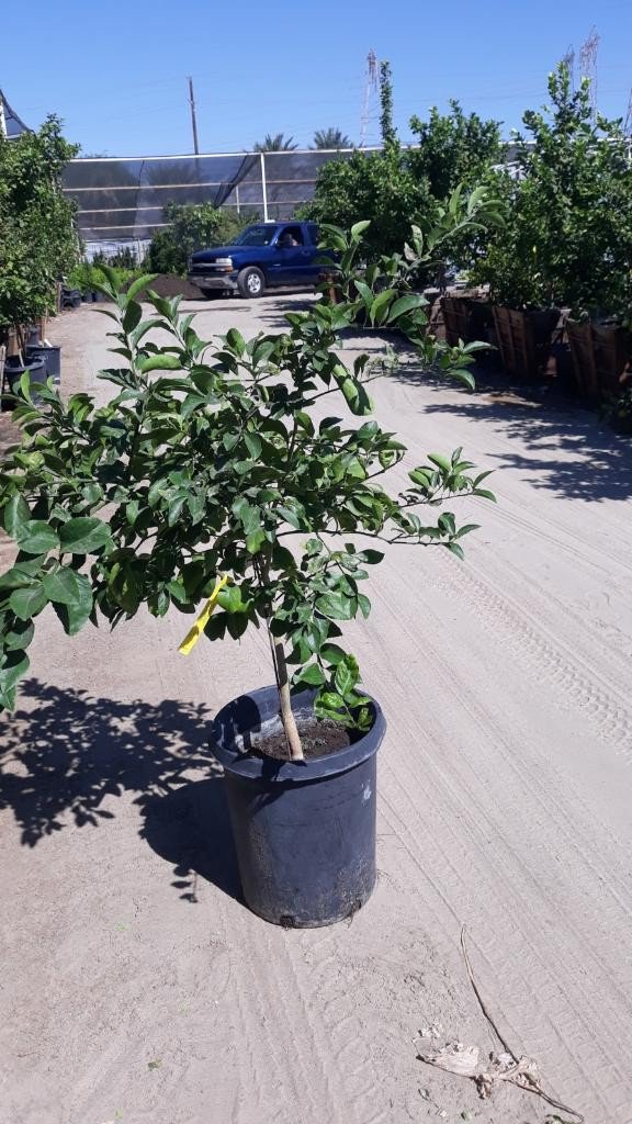 Buy Citrus limon 'Eureka' (Standard) (Eureka Lemon) | Bidscape