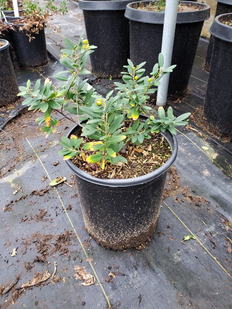 Buy Rhamnus californica 'Little Sur' (Little Sur Coffeeberry)