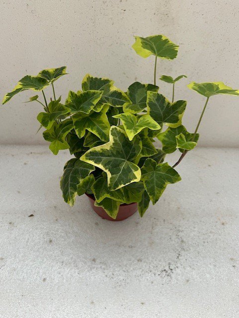 Buy Hedera helix 'Gold Child' (Gold Child Ivy ) | Bidscape