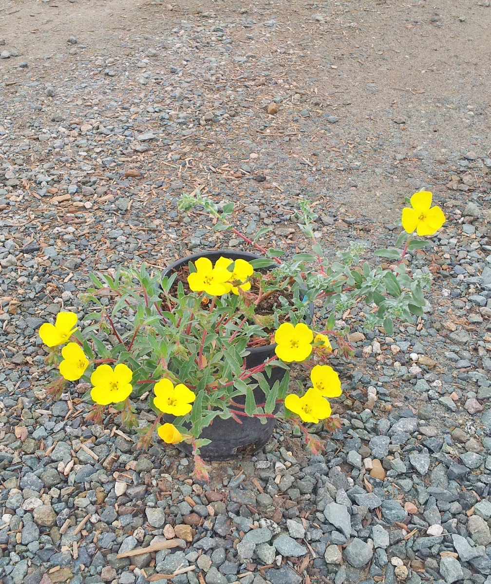 Buy Fraxinus dipetala (California Ash) | Bidscape