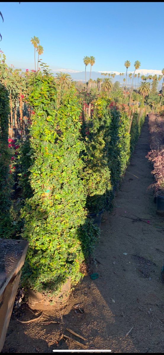 Buy Hydrangea macrophylla 'Variegata' (Variegated Hydrangea)