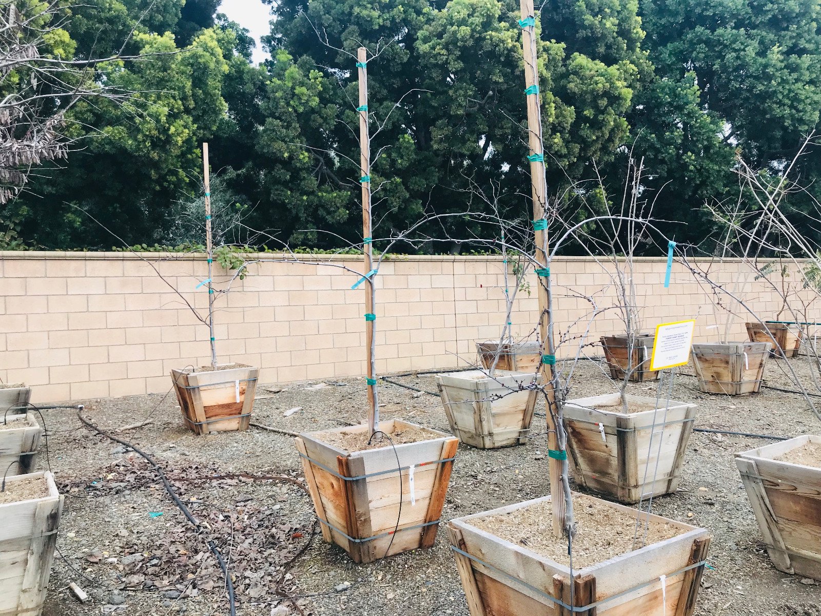 Buy Cercis canadensis 'Forest Pansy' (Eastern Redbud 'Forest Pansy')