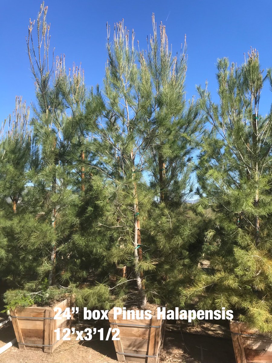 Buy Pinus halepensis (Standard) (Aleppo Pine) | Bidscape